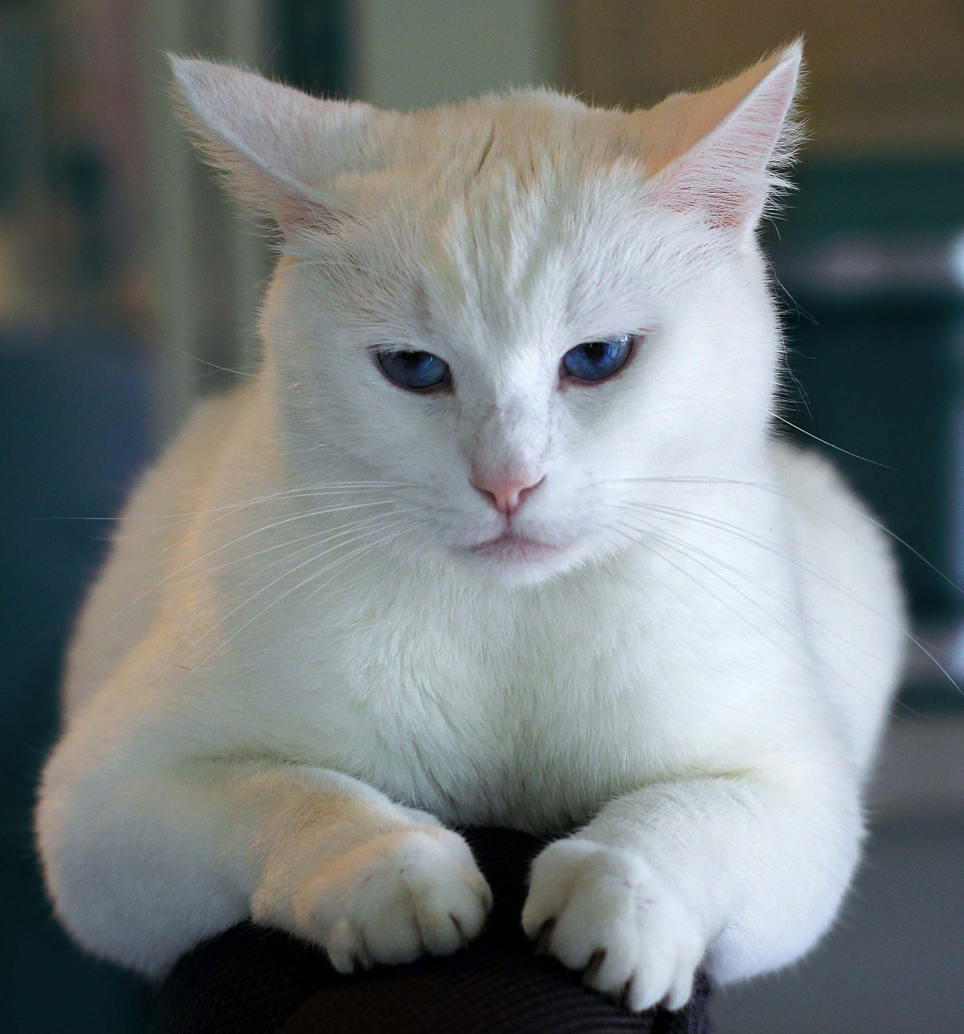 The Cat | The Cat Essay - Menonimus